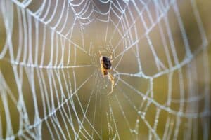 Spider Web Dream Meaning: 13 Scenarios
