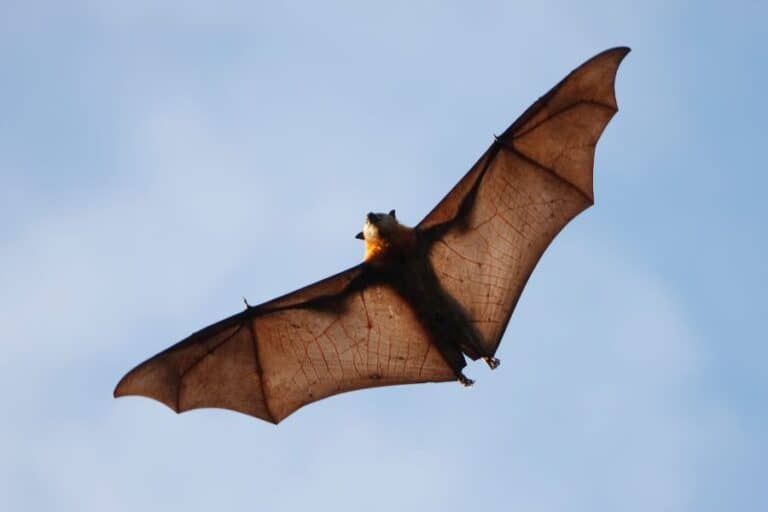 Dream About Bats Meaning: Fear, Change, Power & More