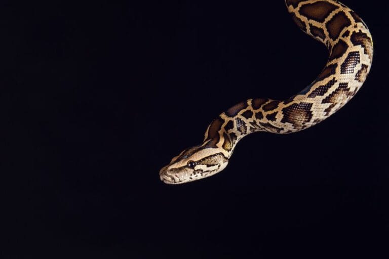 Dream of Python: Meaning & Interpretation